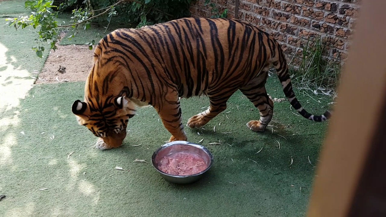 Inside tiger enclosure while they eat! - YouTube