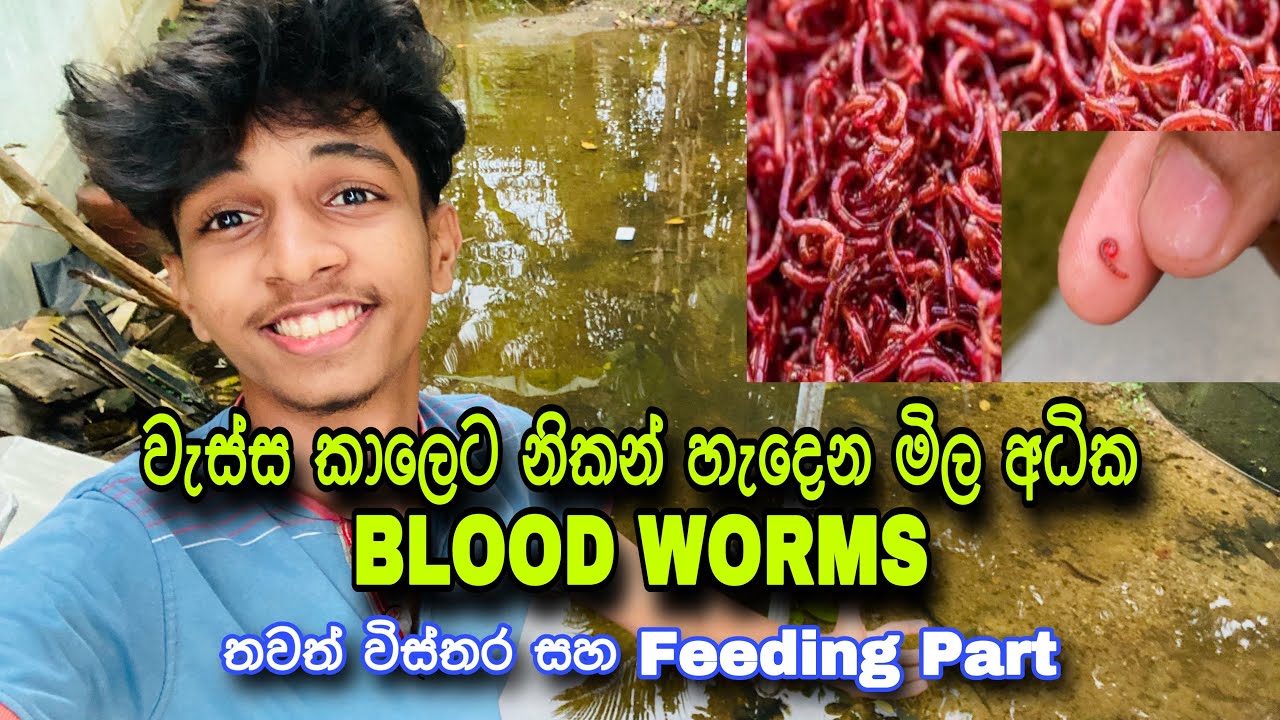 How To Make Blood Worms | Feeding Blood Worms | - YouTube