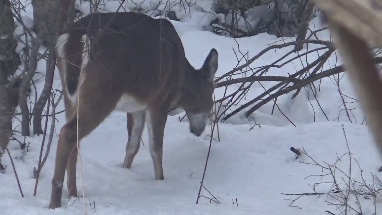 Deer return after the big snow storm - YouTube