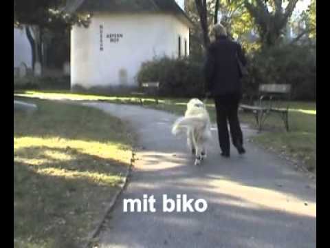 Retriever Before and After Biko Physio Brace / Biko Progressive ...