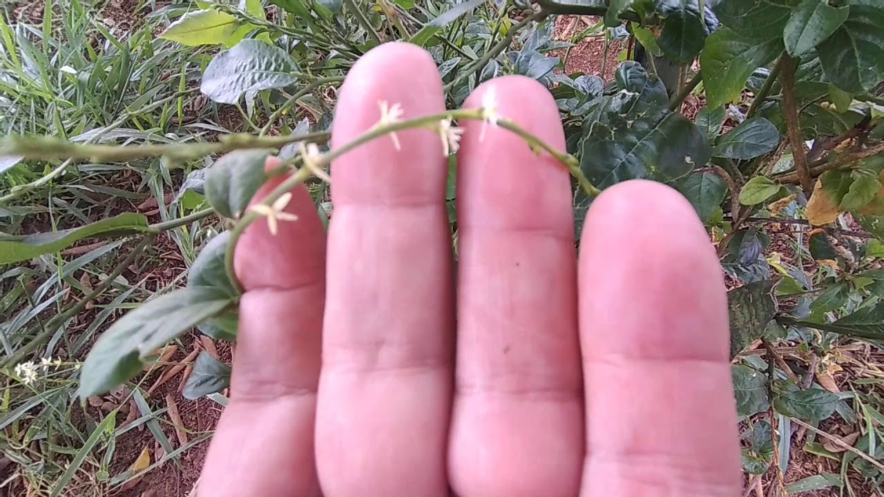 Erva-Guiné/(Petiveria alliacea) L. [Leitura na Descrição]#plantas - YouTube