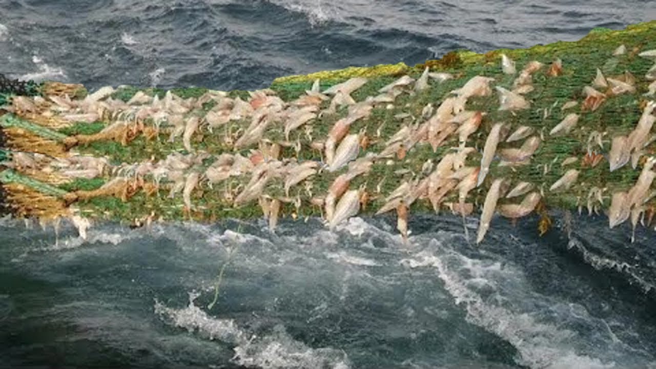 Amazing Commercial Net Fishing Squid on The Boat - Catch Squid cleaning ...