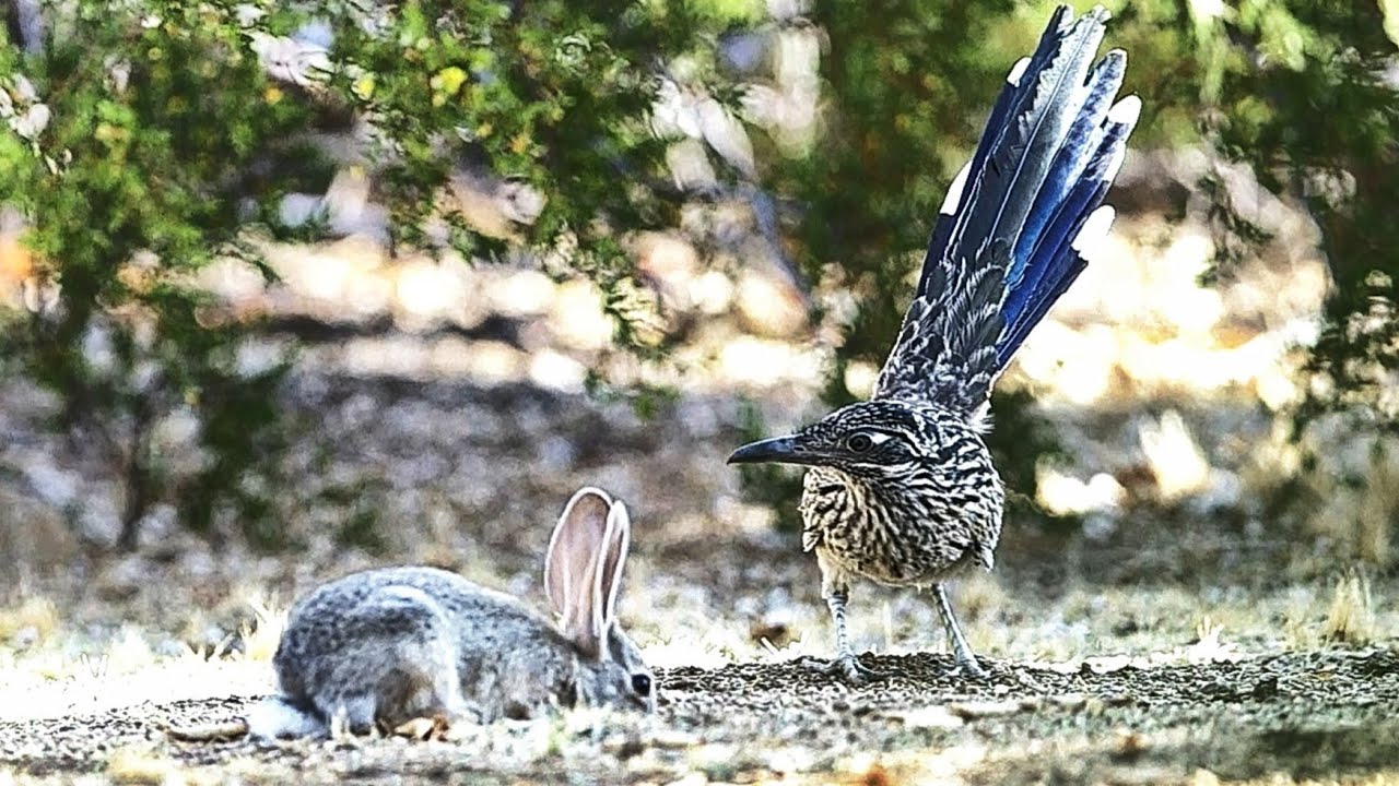 Roadrunner vs Bunny..Bunny Wins! 💪🐰👀 - YouTube