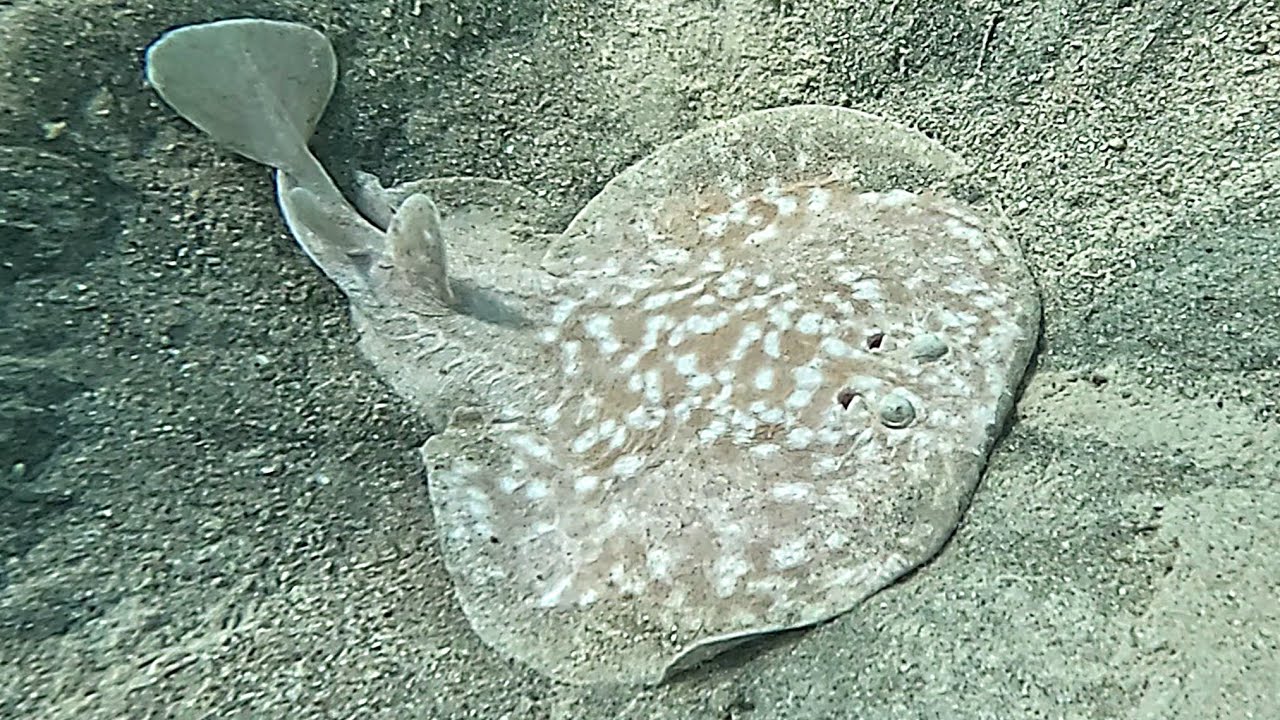 Leopard Torpedo (Torpedo panthera) Panther Electric Ray in 4K - YouTube
