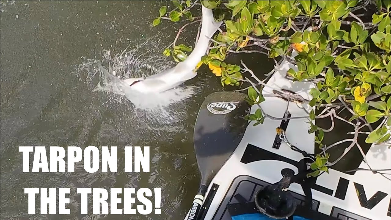 CRAZY TARPON FIGHT AND MULTIPLE SNOOK! - YouTube