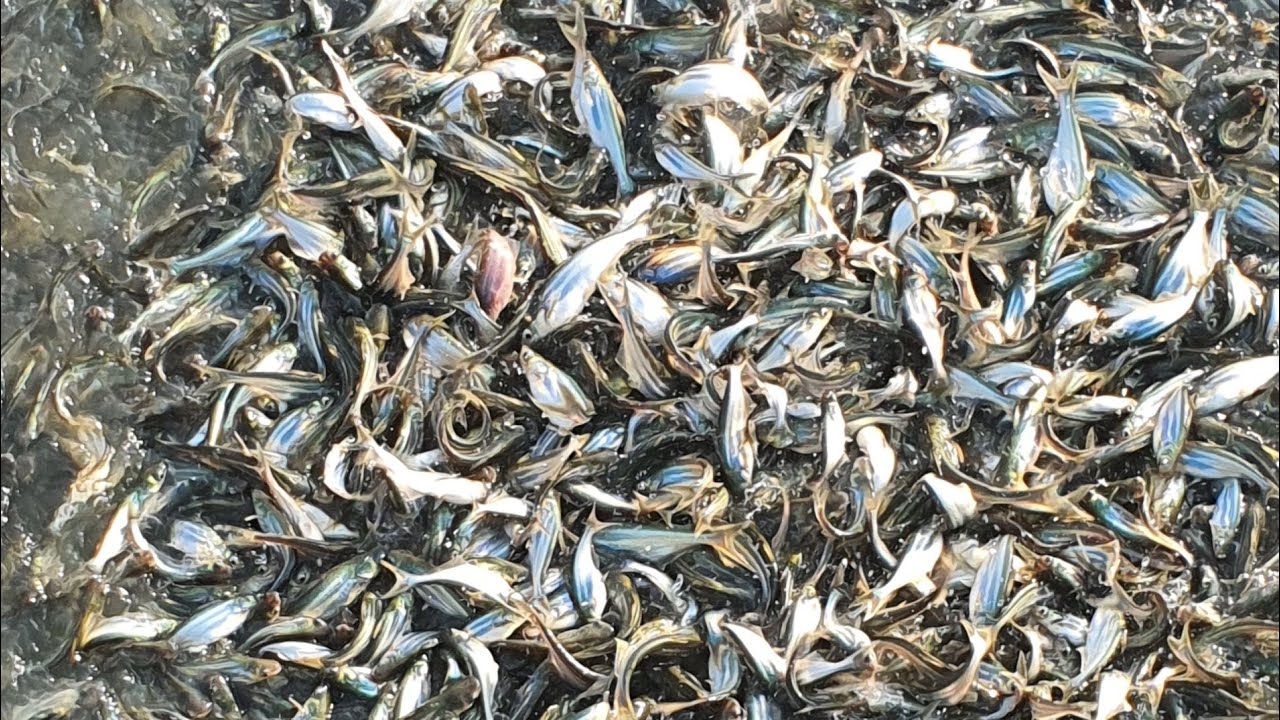 Pyasi Fish Harvesting | Pangas Fish Harvesting - YouTube