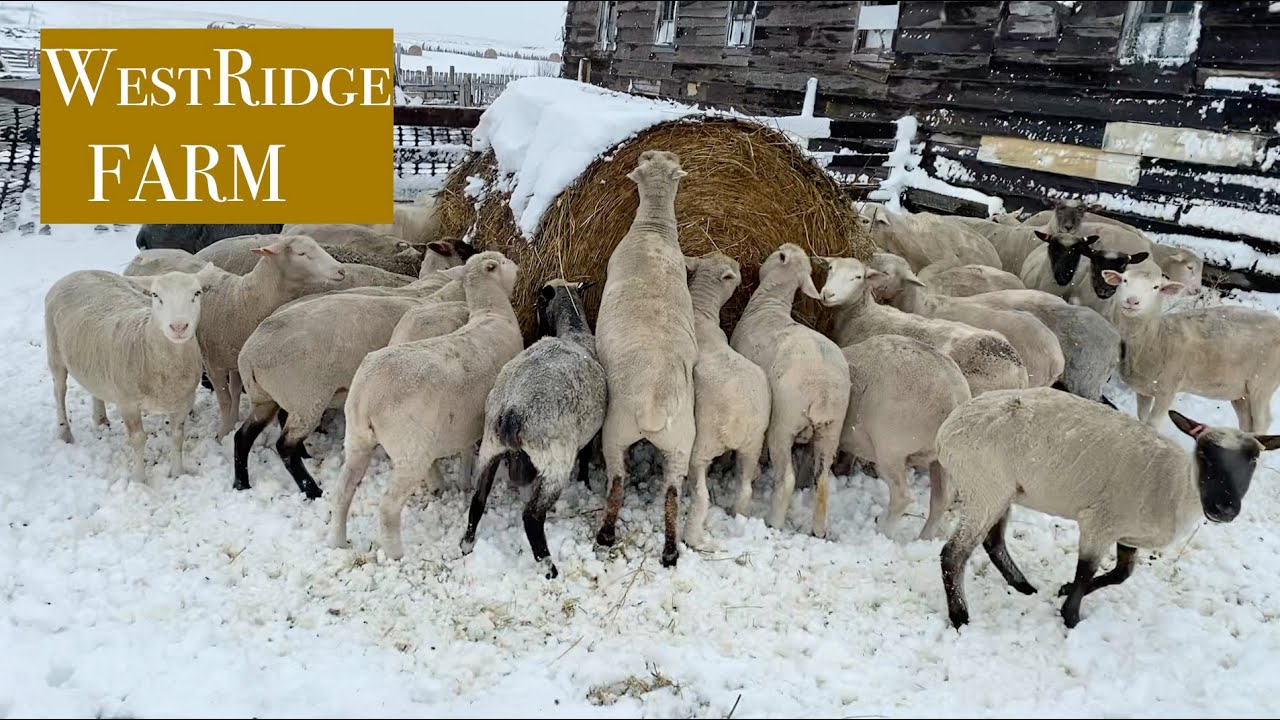 v 210 First Snow SHOCK and Setting up Bale GRAZING - Sheep Farm - YouTube