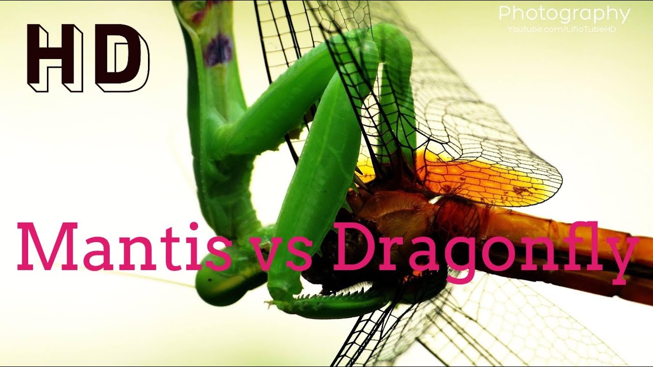Wild life - Belalang Sembah vs Capung - Praying Mantis vs Dragonfly ...