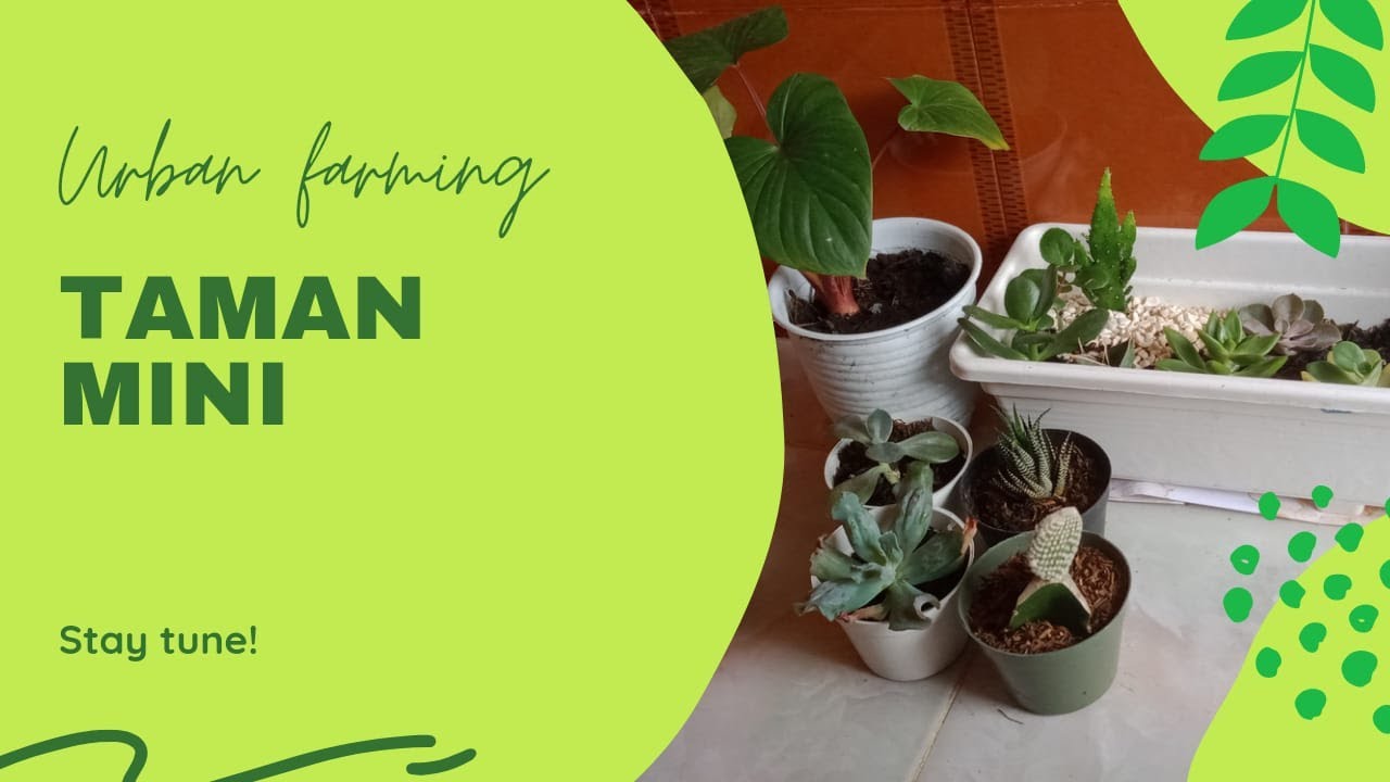 Taman Mini Dalam Pot | Simple dan Tren Baru - YouTube