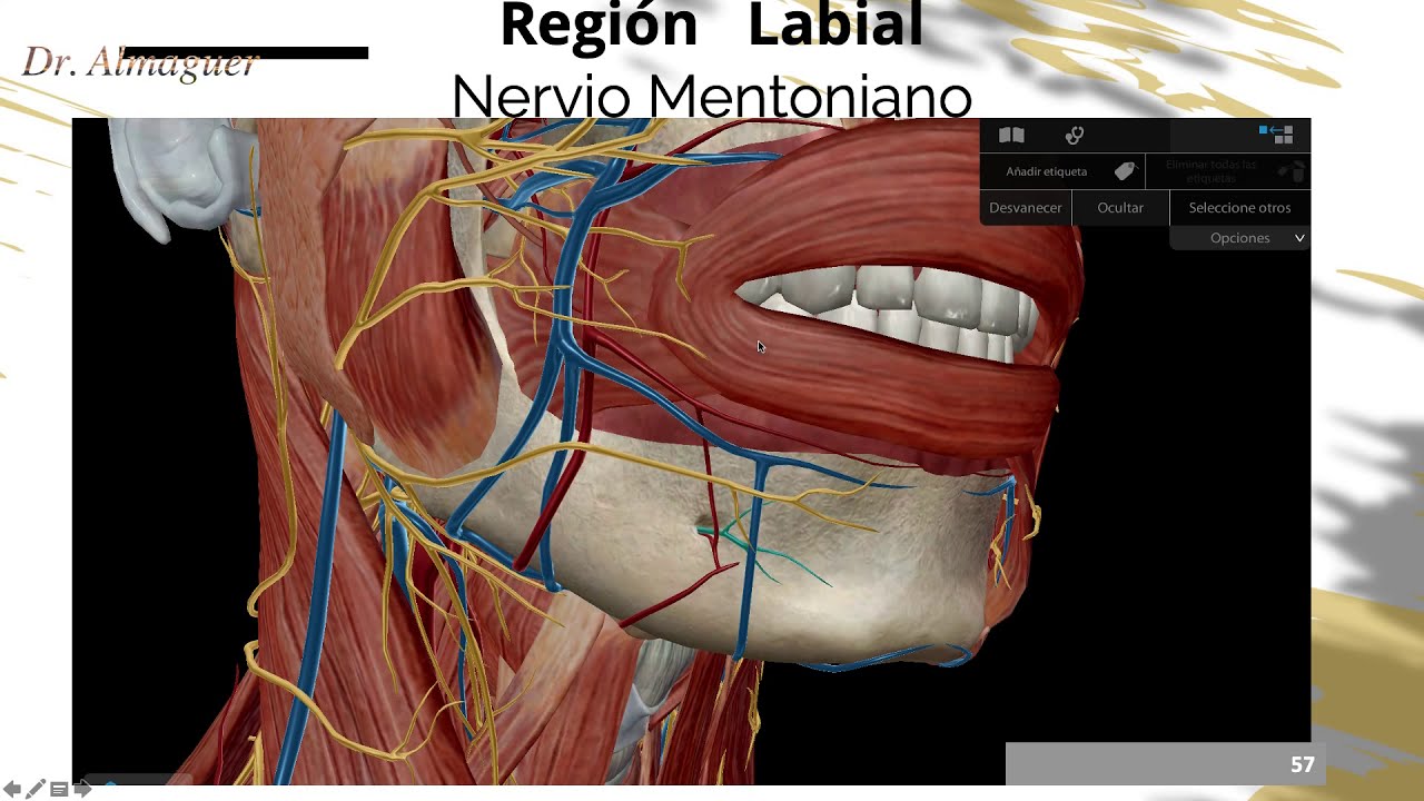 Macizo Oseo Facial, Region Labial, Dr. Almaguer - YouTube