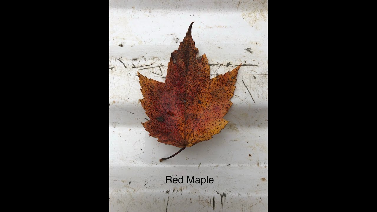 Maple Tree Identification - YouTube