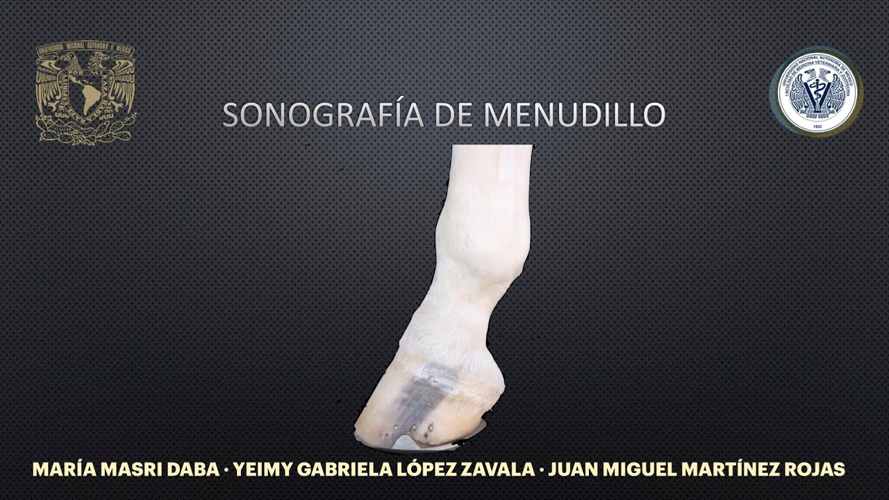 3 SONOGRAFÍA DEL MENUDILLO EQUINO - YouTube