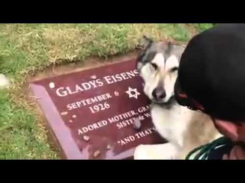 Sahibinin mezarında ağlayan köpek...