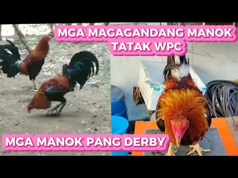 Ito na ang mga magagandang manok pang derby, TATAK WPC - YouTube