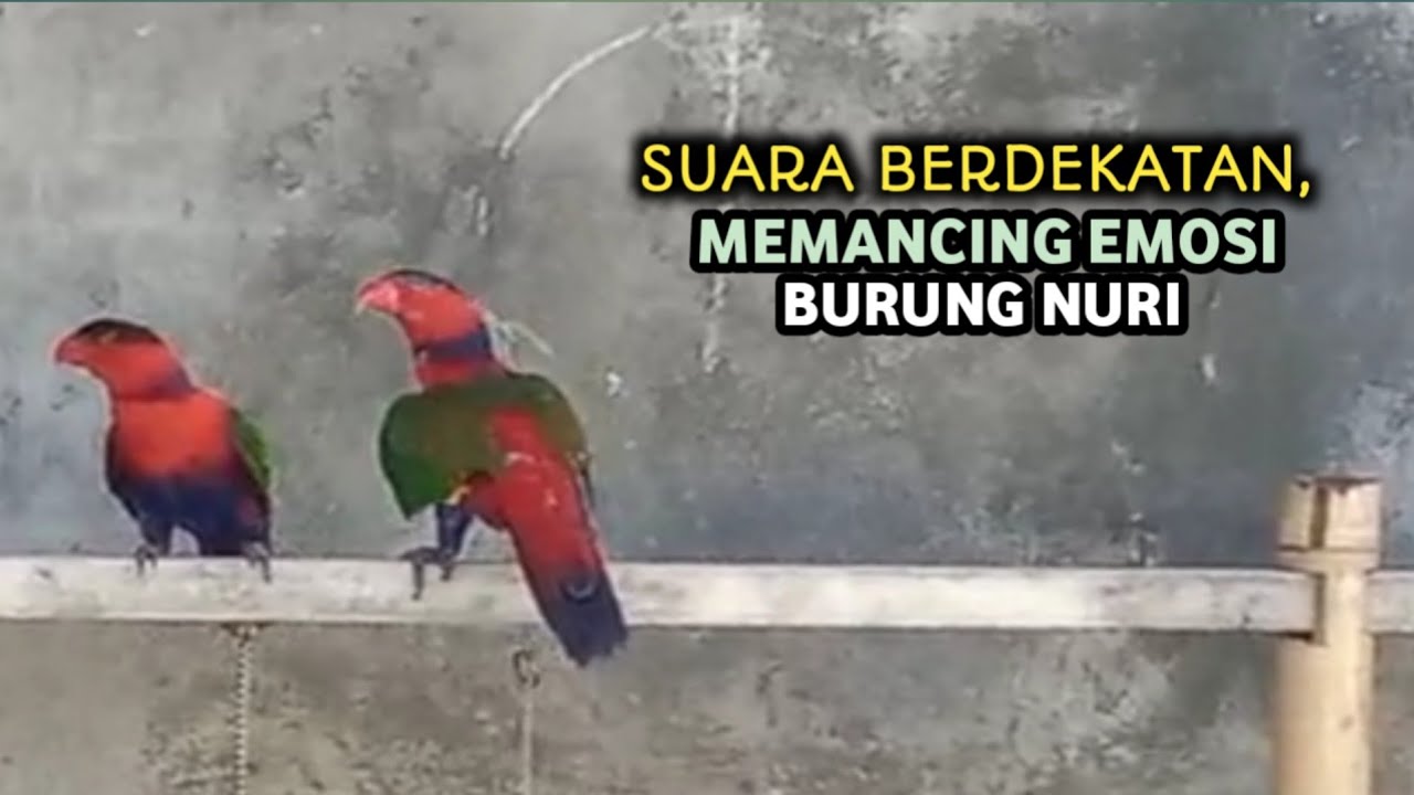 Burung nuri marah dan ribut mendengar suara bising@nurimenarik4059 ...