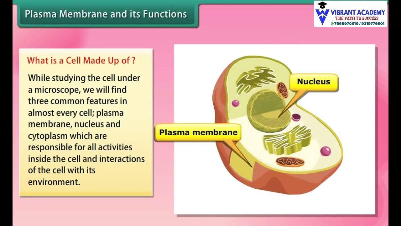 The Cell - Its Structure and Functions #sciencefacts #sciencetricks - YouTube