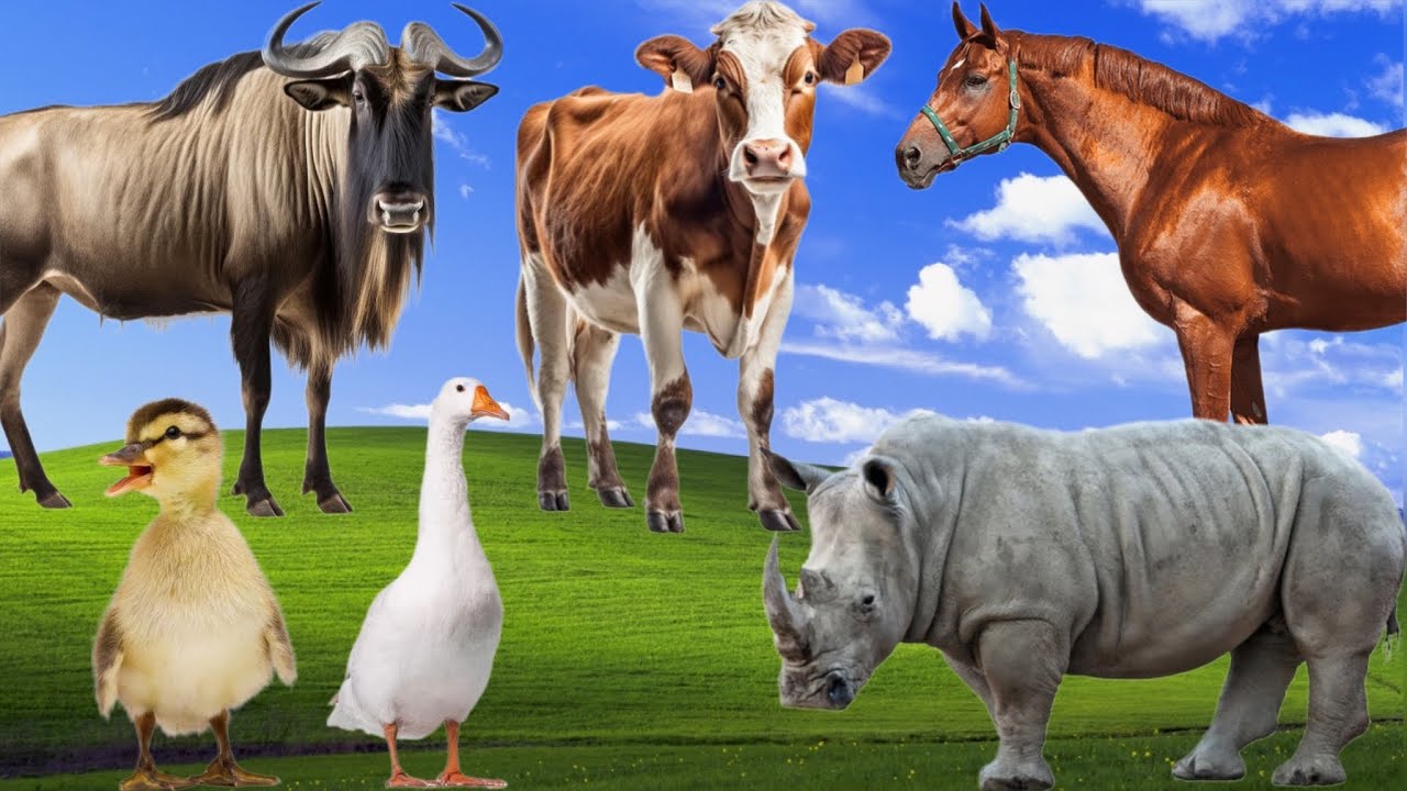 Wild animals sounds - Rhino, Horse, Duck, Goose, Cow, Gnu - Farm ...
