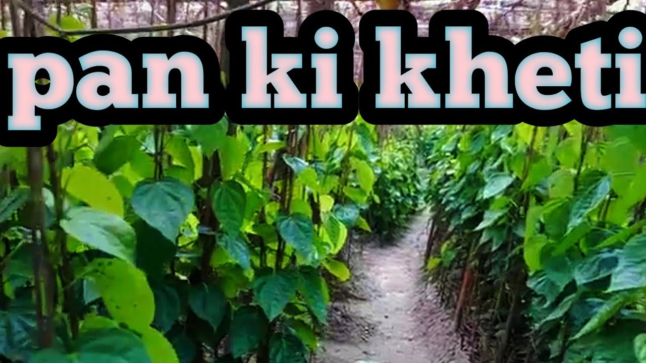 Pan ki kheti (aur uski income)( aur mehnat )a to z jankari पान की खेती ...