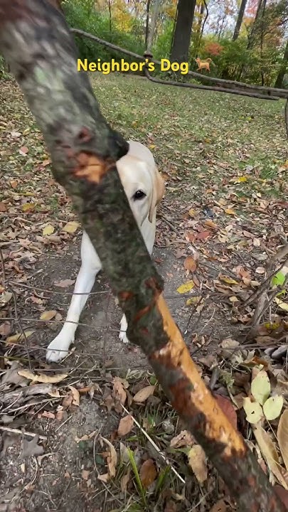 Neighbor’s Dog - YouTube