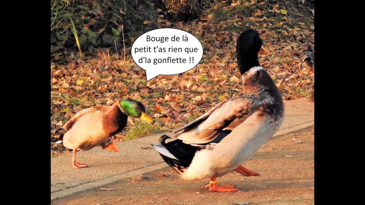 CANARD GÉANT (Milardello) - YouTube