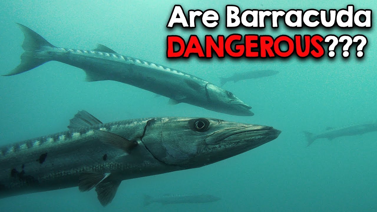 Are Barracuda Dangerous??? - YouTube
