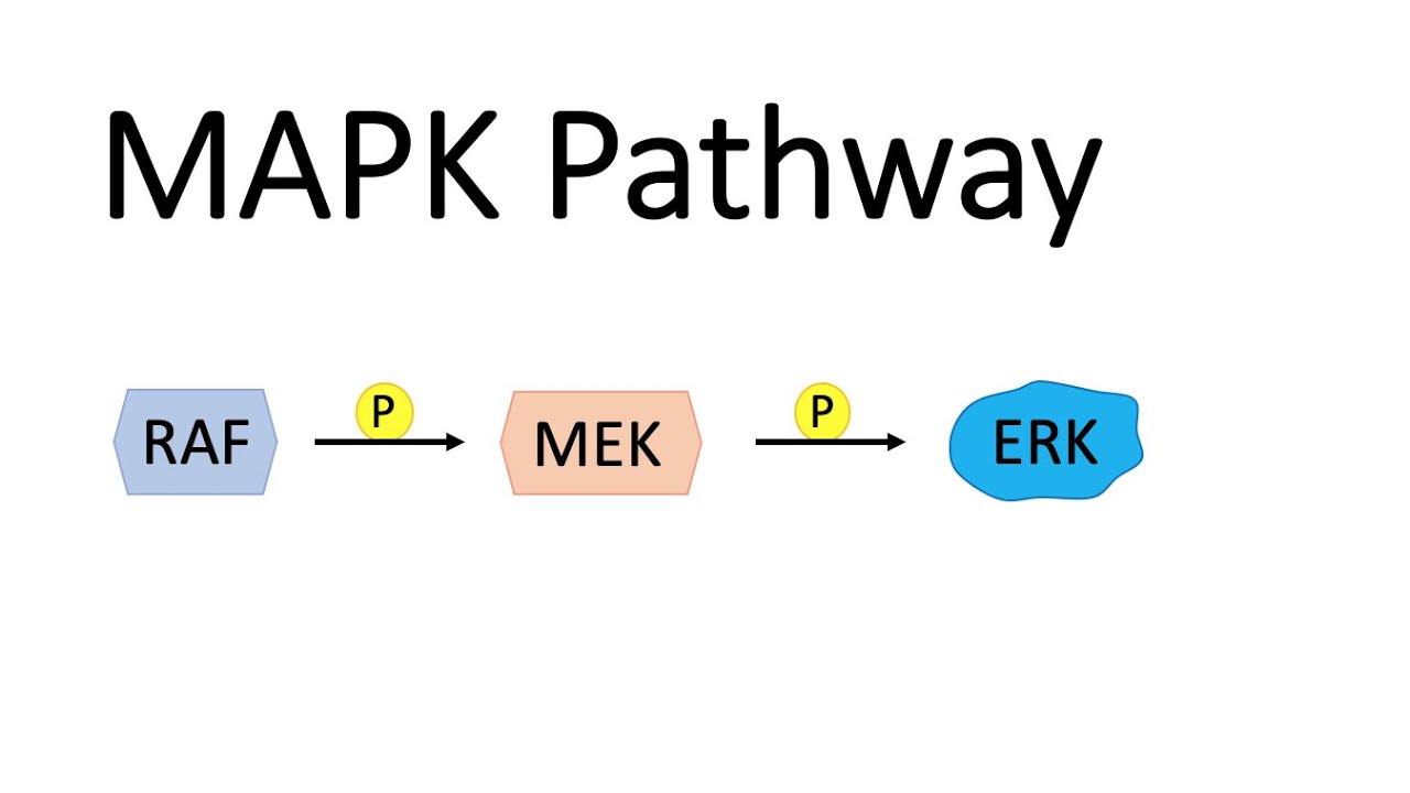 MAP Kinase Pathway (MAPK) with RAF, MEK and ERK - YouTube
