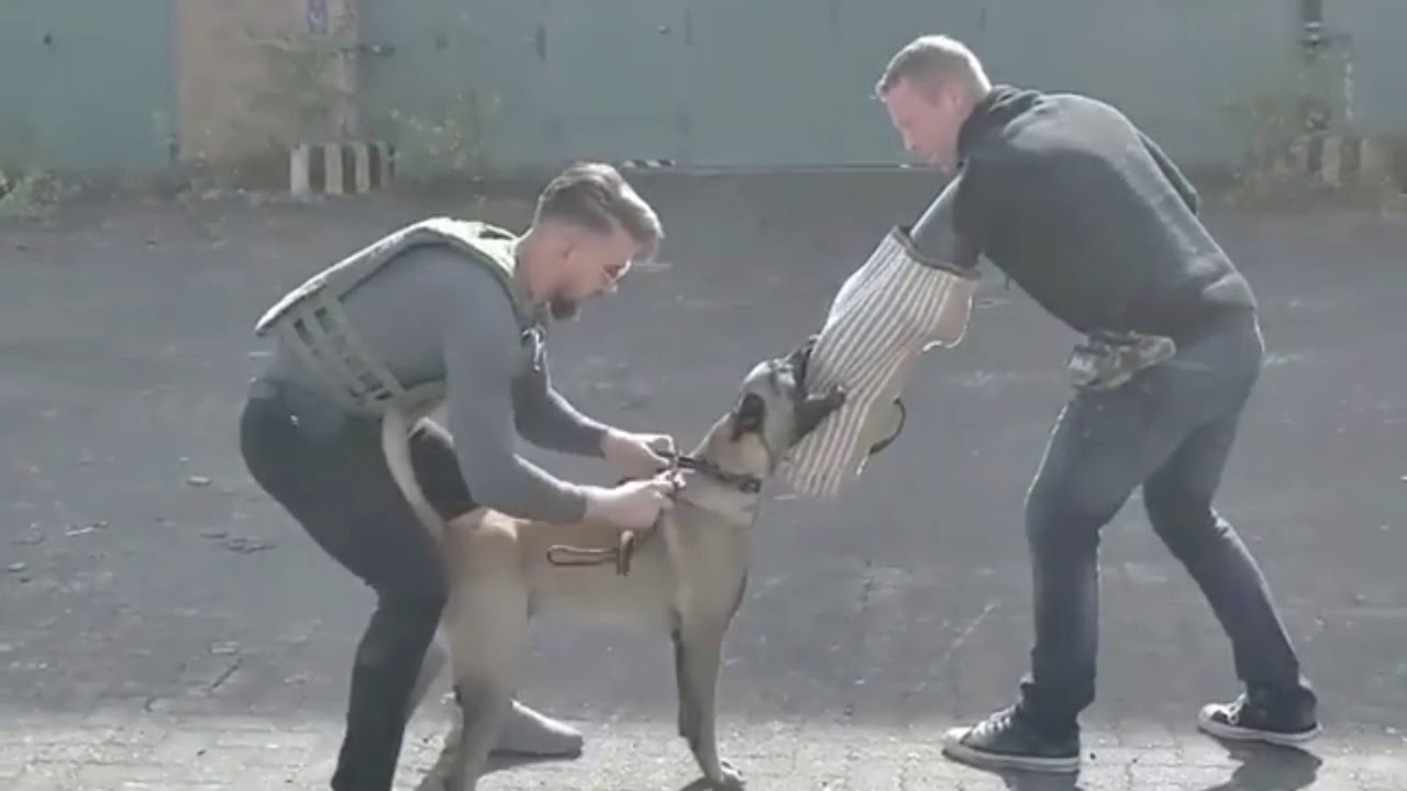 Training & Obedience BELGIAN MALINOIS Tactical-K9-Family - YouTube