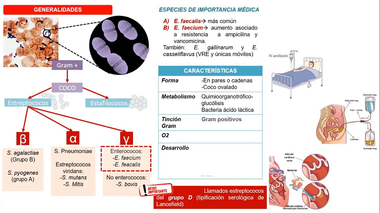 Bacteriología-Enterococcus - YouTube
