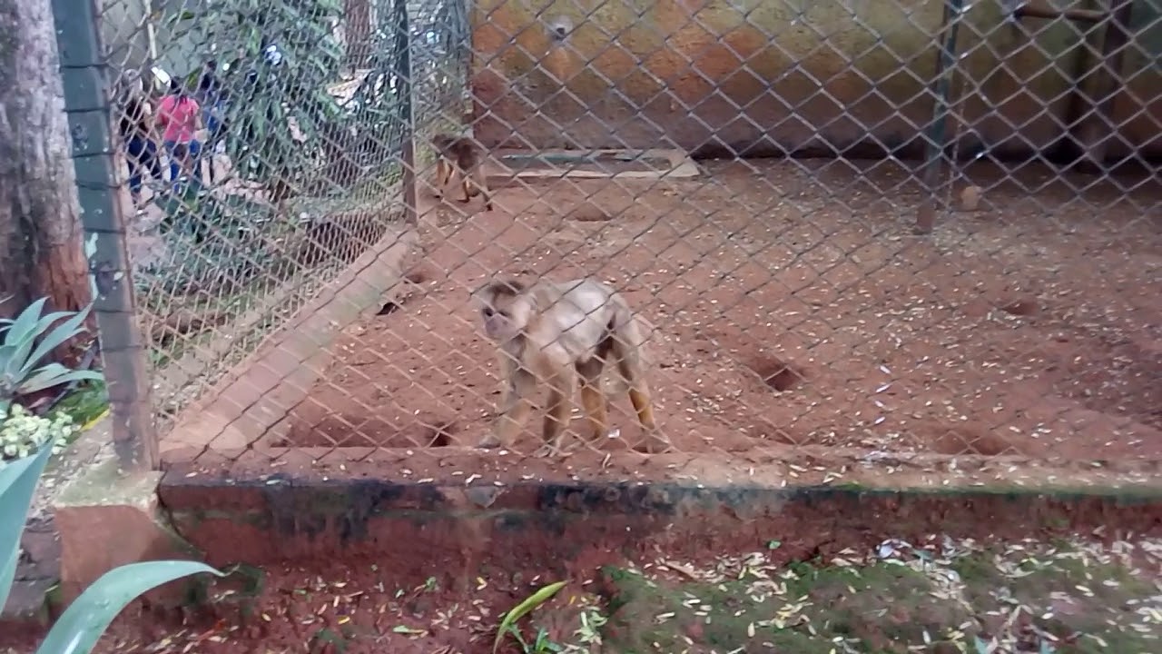 Animais do Zoológico de Goiânia - Macacos - YouTube
