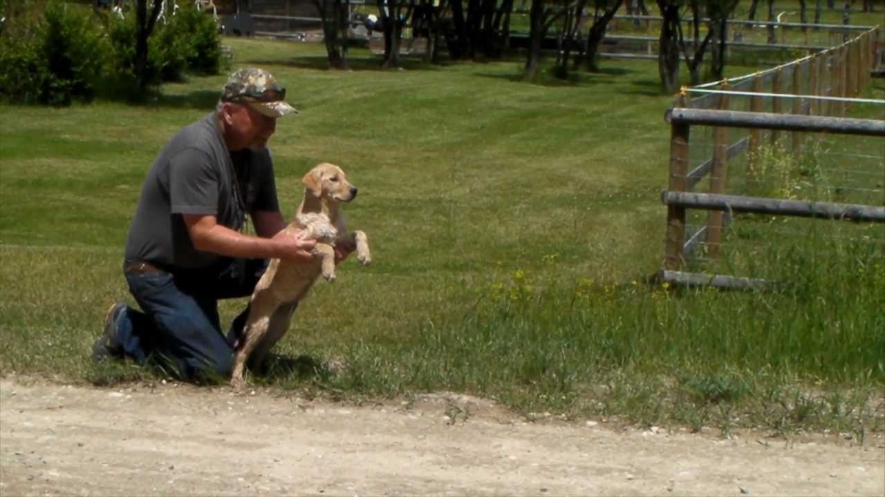 Yellow Lab Training - Aspen - 13 Weeks old - YouTube