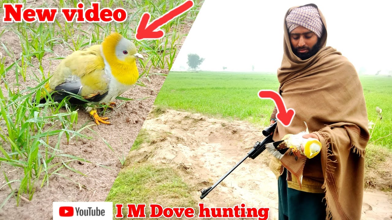 Green Pigeon hunting Dove hunting Pigeon hunting new video 2023 ...