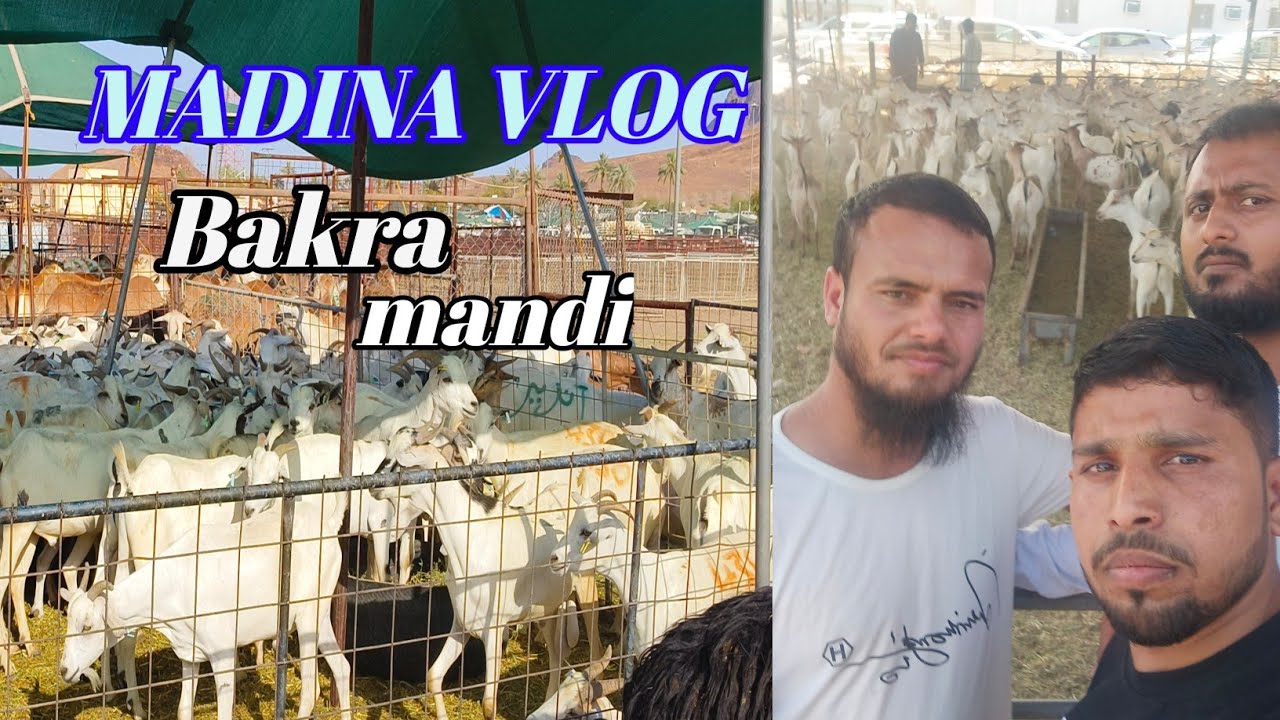 Bakra Mandi in MADINA🐏🐪HAJJ 2024 Updates, Eid al Adha in Madina Saudi ...