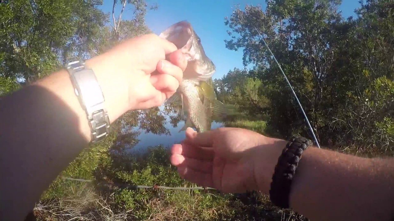 Reaction Bass Fishing - YouTube
