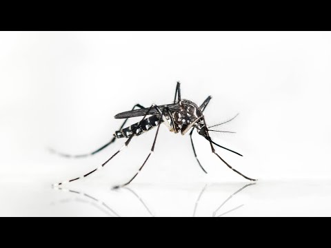 Species That Don't Deserve to Exist