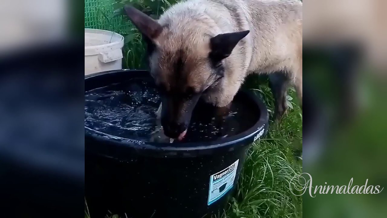 vídeos de perros divertidos y chistosos [2020] - YouTube