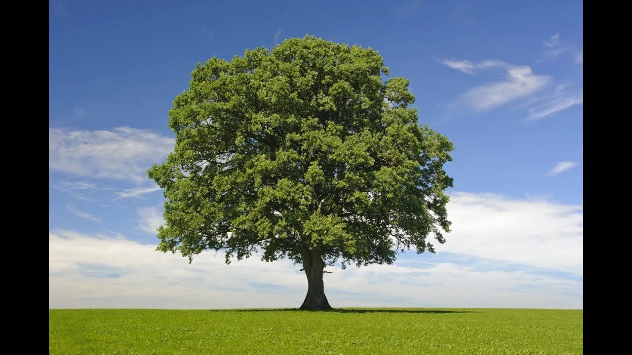 Tree. - YouTube