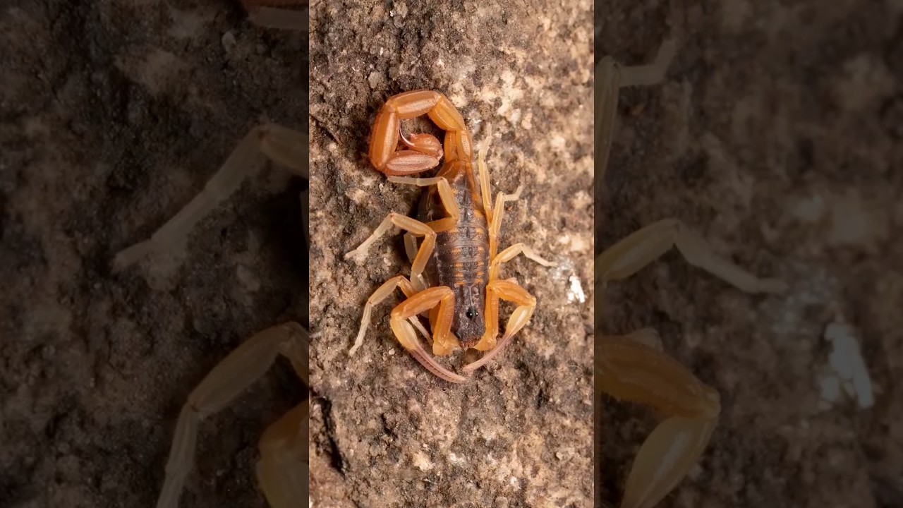 Fotografía macro, alacranes (Tityus sp.) en el jardín de casa - YouTube
