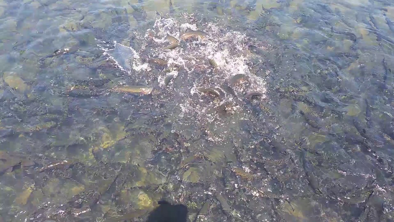 Feeding fish at Bennett Springs - YouTube
