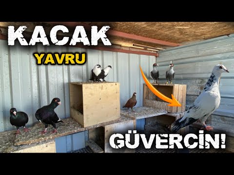 KACAK YAVRU GÜVERCİN VAR ! CİFT KUŞLARIMIZ