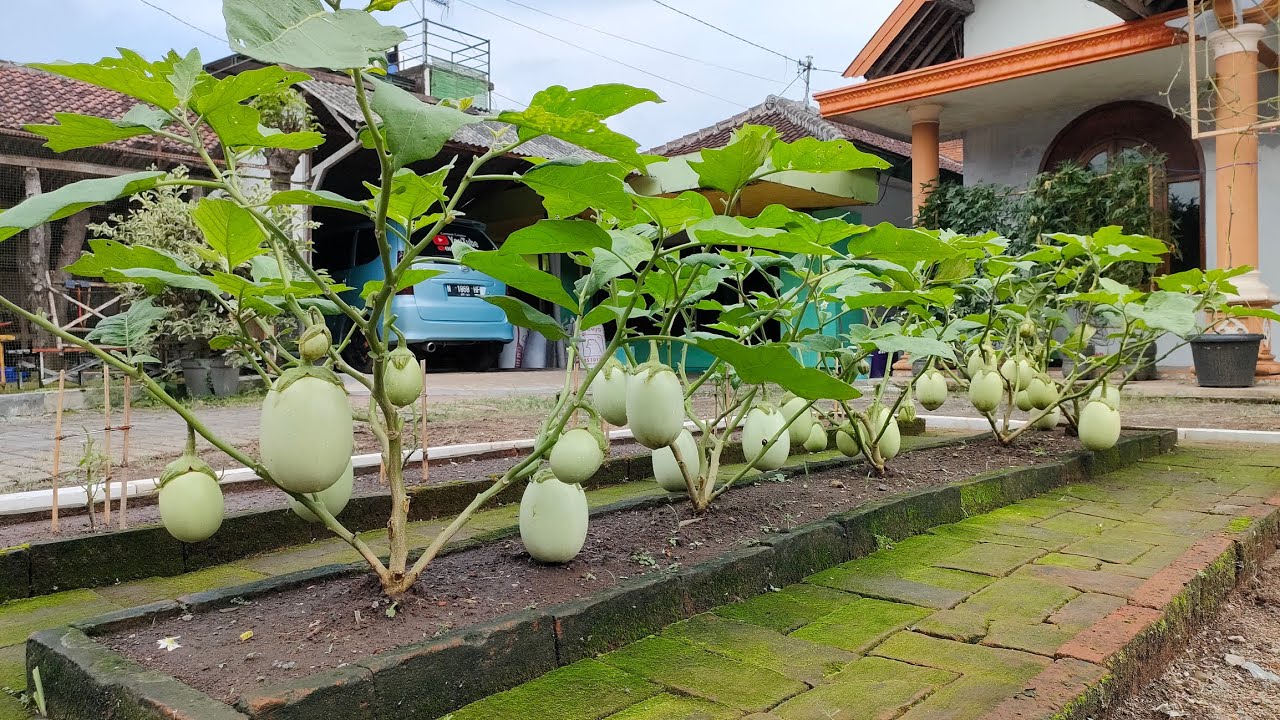 cara menanam terong hijau bulat dimusim hujan ini (solusi nya) || how ...