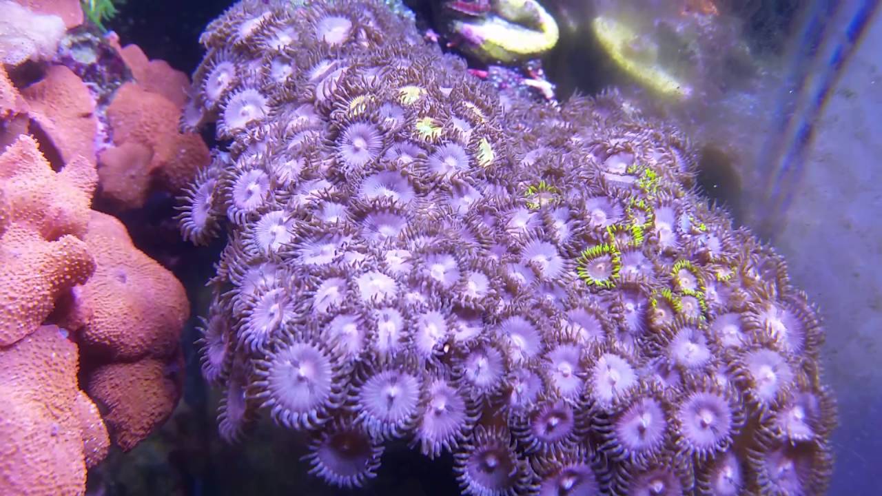 shot of my Zoa frag rack - YouTube