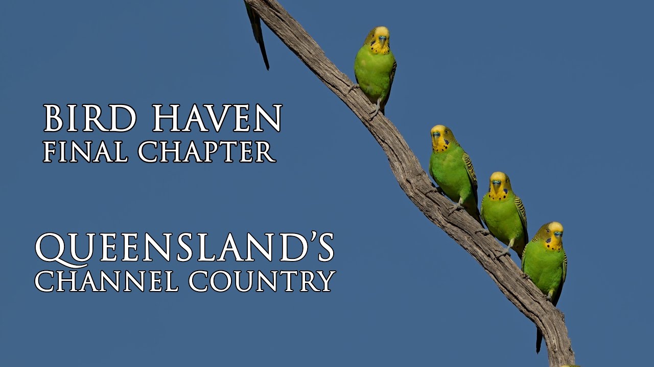 Discover OUTBACK QUEENSLAND'S Hidden Bird Sanctuary. Free 4K ...
