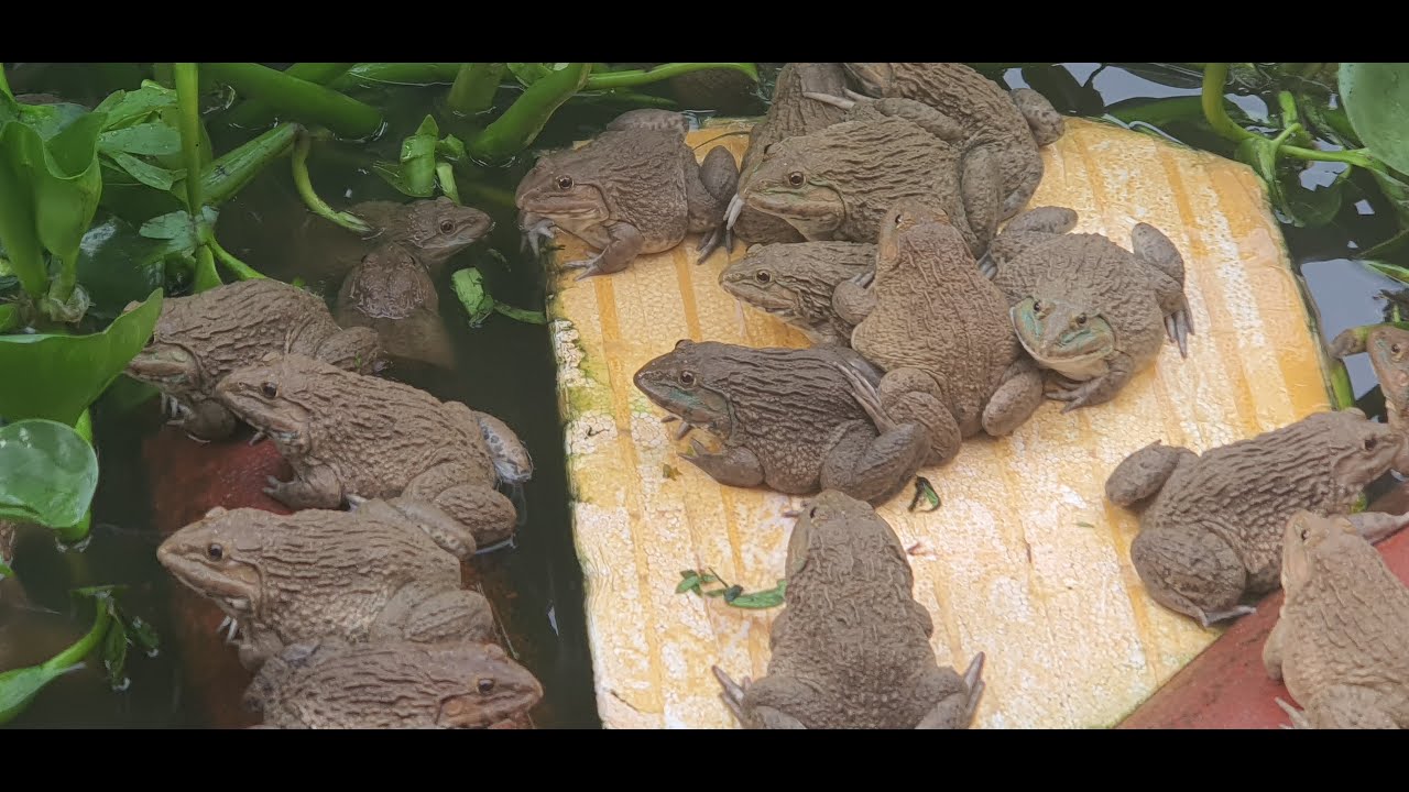 Chage fresh water for frogs, cleaning bacteria, and help frogs are ...