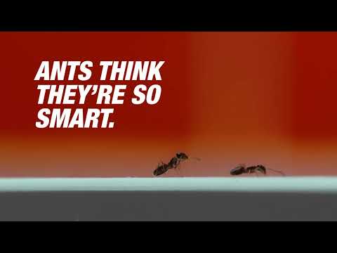 TERRO. Smarter Than Ants. | Short Version
