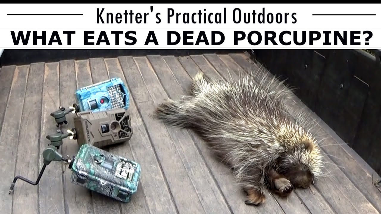 WHAT WILL EAT A DEAD PORCUPINE? - YouTube