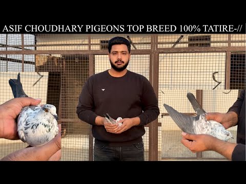 ASIF CHOUDHARY PIGEONS TOP BREED 100% TATIRE WHATSAPP:-9990645455”🤍🕊️