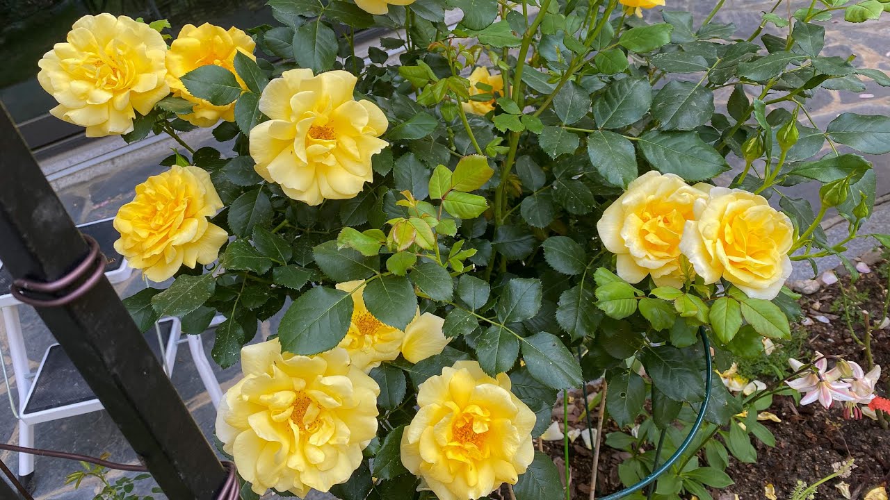 [Danish rose] Mysore Rose 2022 - YouTube