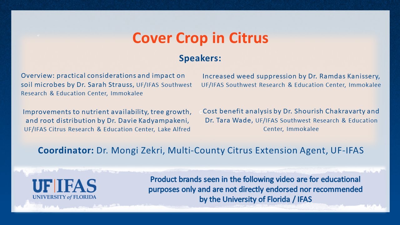 Cover Crop in Citrus - YouTube