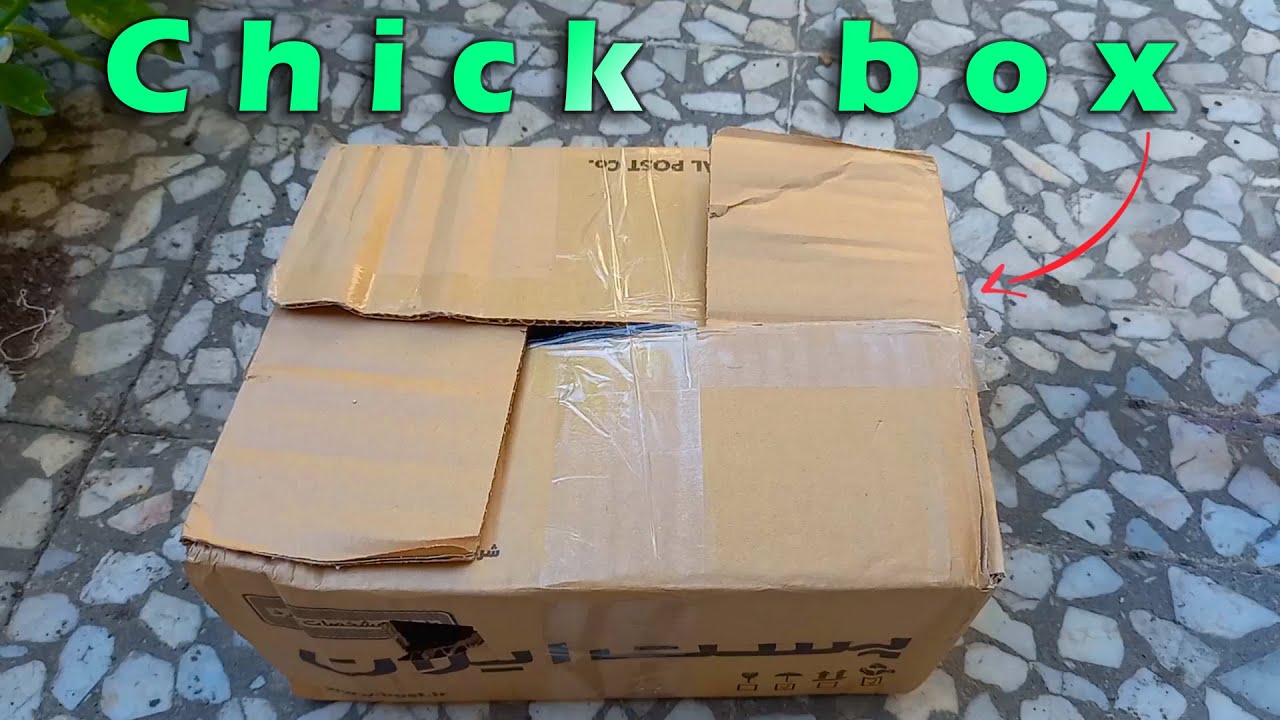 Amazing box of chicks - YouTube