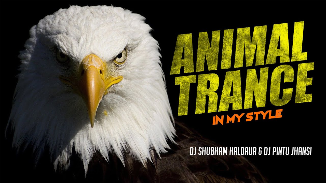 Animal Trance Competition In My Style Mix Dj Shubham Haldaur Dj Pintu ...